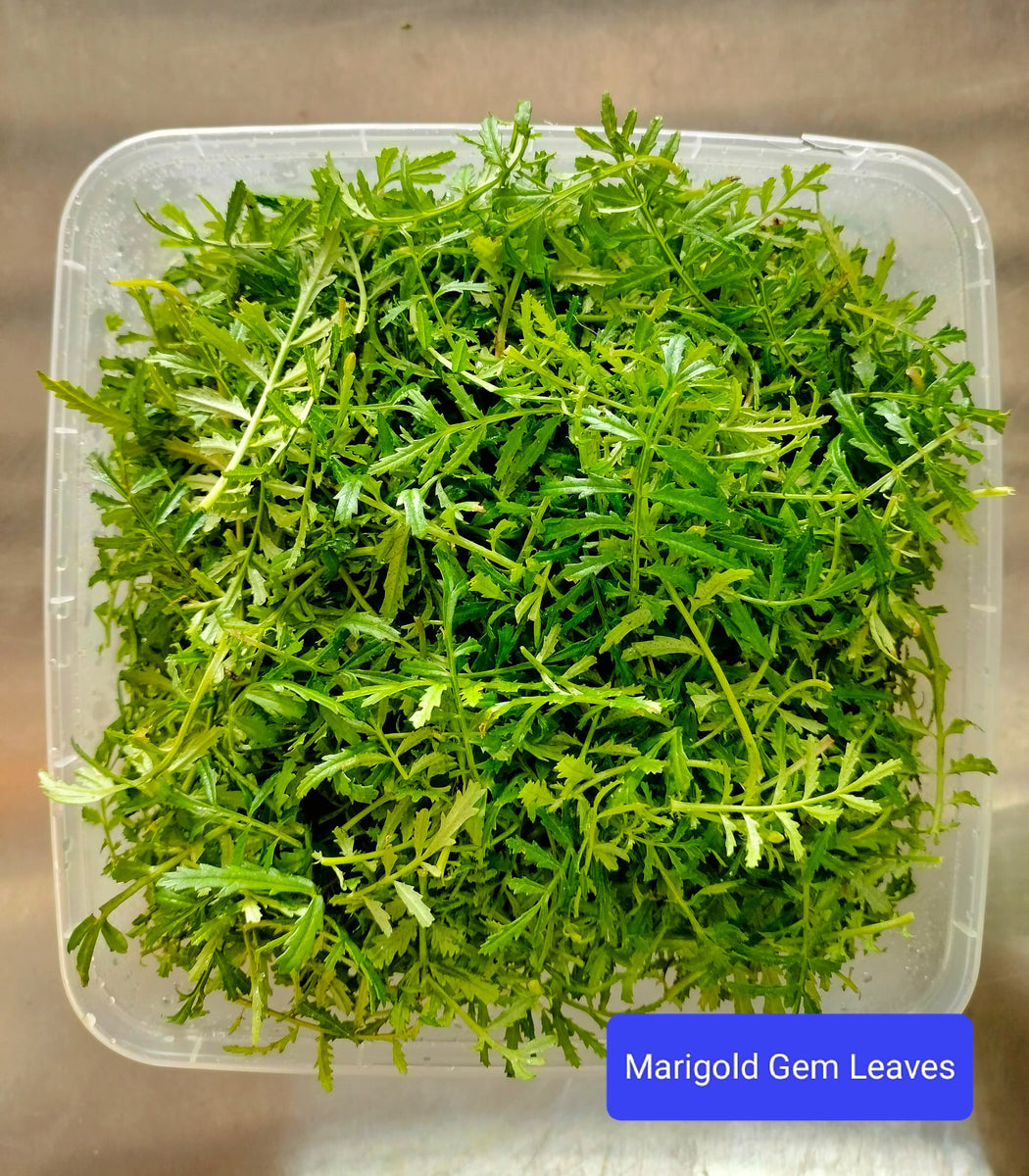 Edible Marigold Gem Leaves 50g – SIN SOO HUP (M) SDN BHD