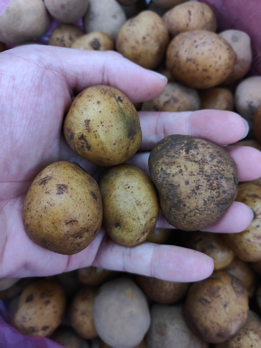 Indonesia Baby Chat Potato 500g – SIN SOO HUP (M) SDN BHD