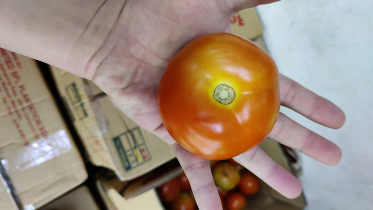 Cameron Grown Tomato - Penang Tomato Supply - Sin Soo Hup – SIN SOO HUP