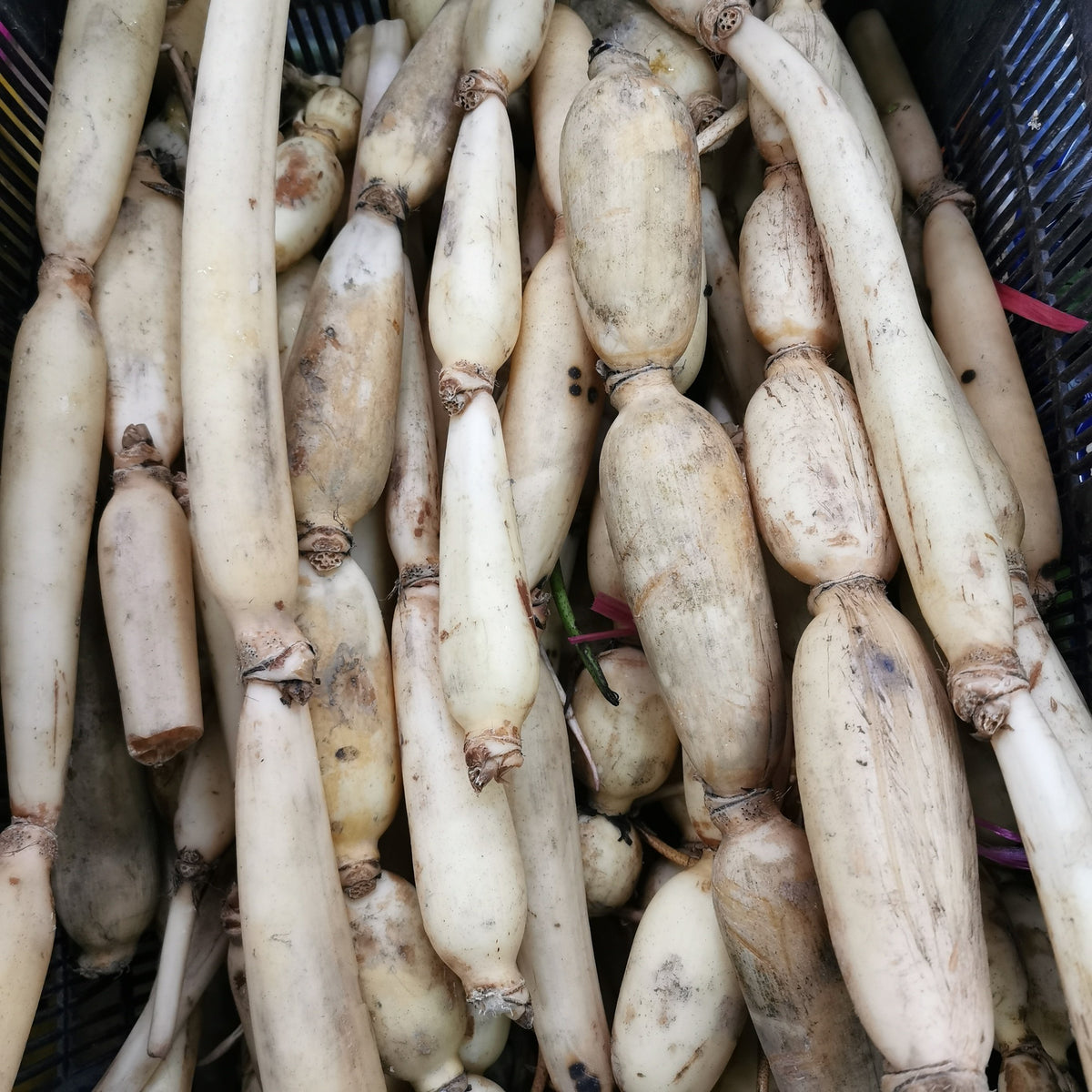 Local Lotus Root ±300gram – SIN SOO HUP (M) SDN BHD